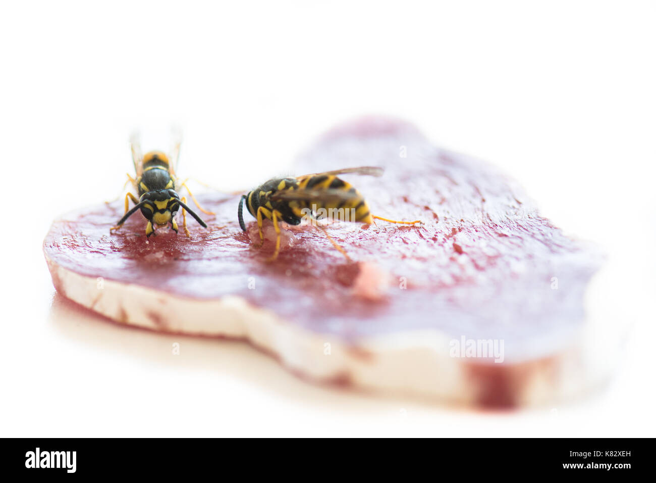 Wasp eating a sausage Stock Photo - Alamy