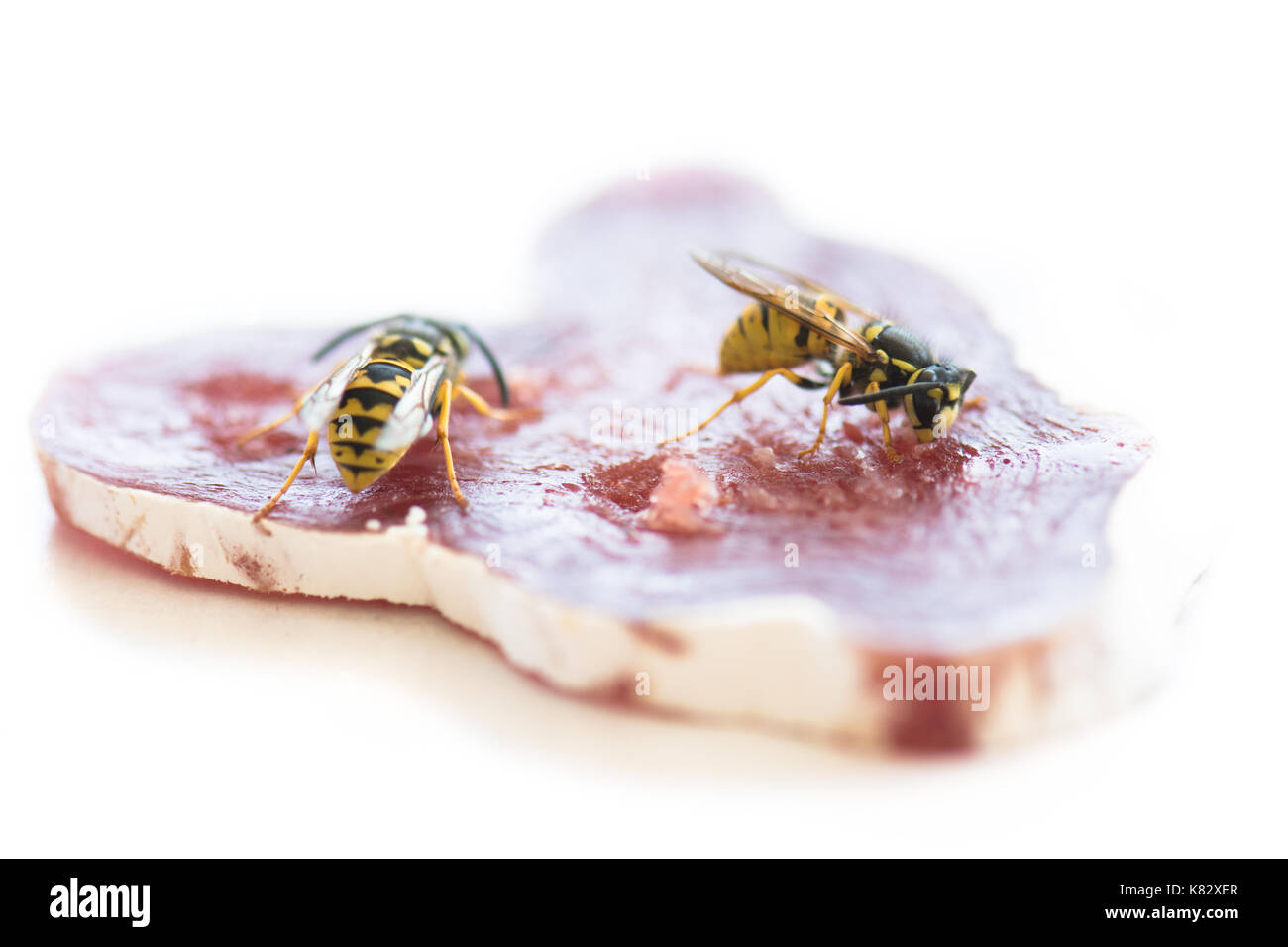 Wasp eating a sausage Stock Photo - Alamy