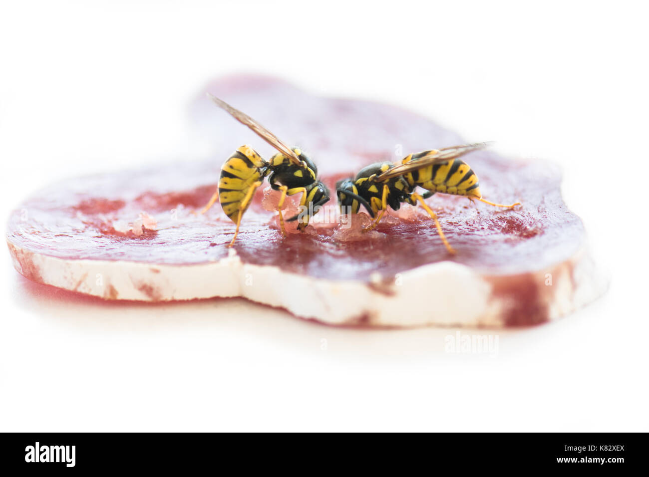 Wasp eating a sausage Stock Photo - Alamy