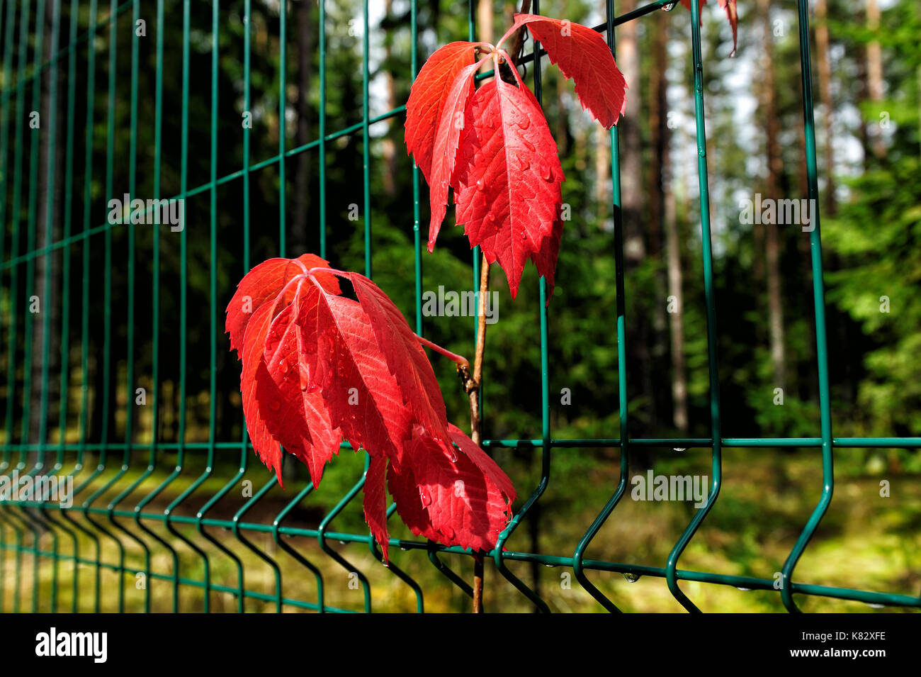 Creeper on wire hi-res stock photography and images - Alamy