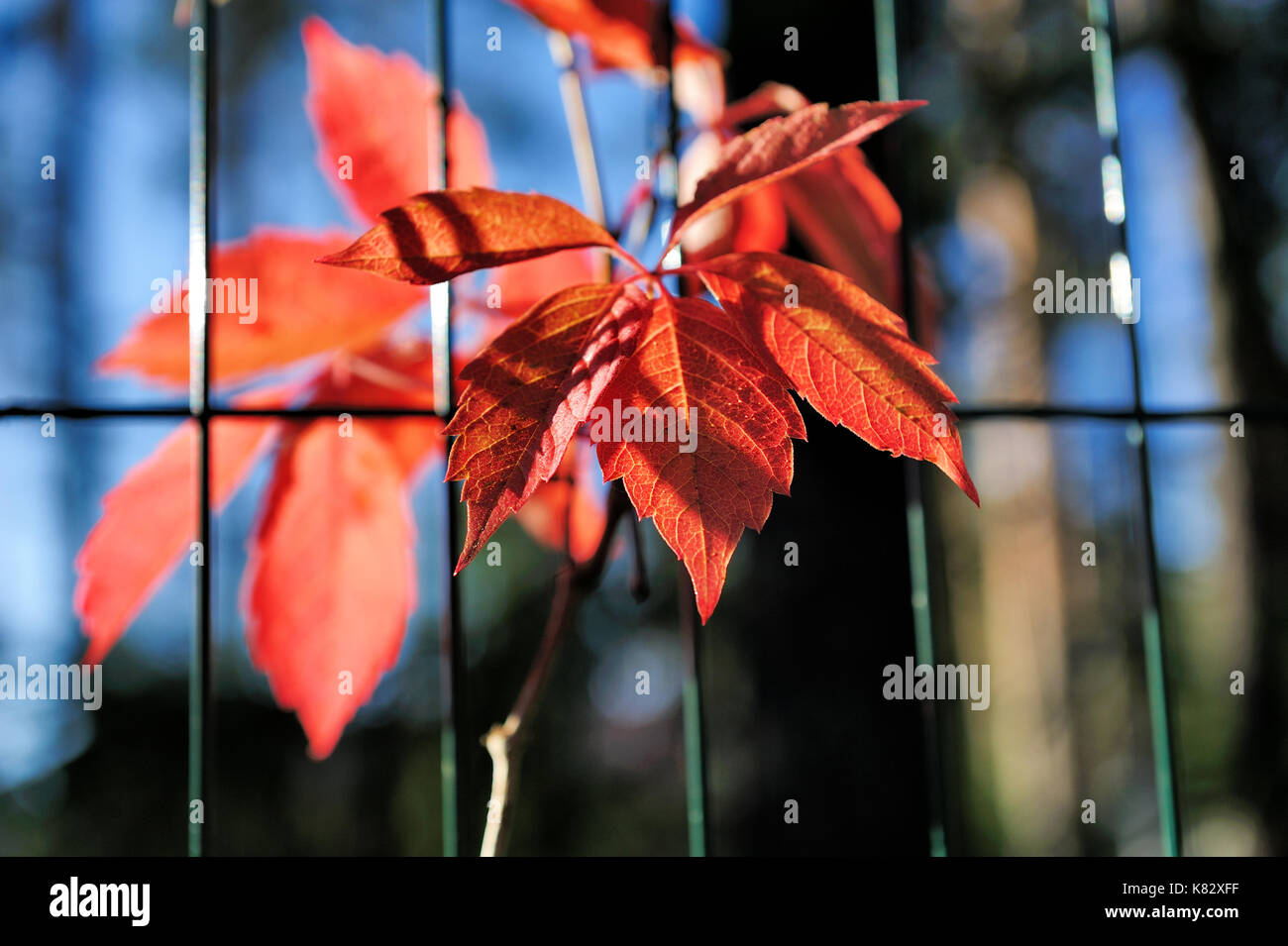 Creeper on wire hi-res stock photography and images - Alamy
