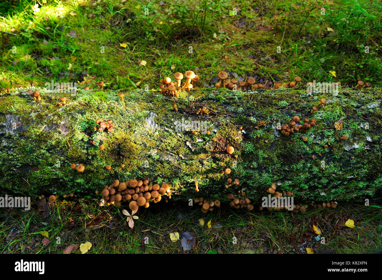 groups of mushrooms on fallen tree in autumn Stock Photo - Alamy