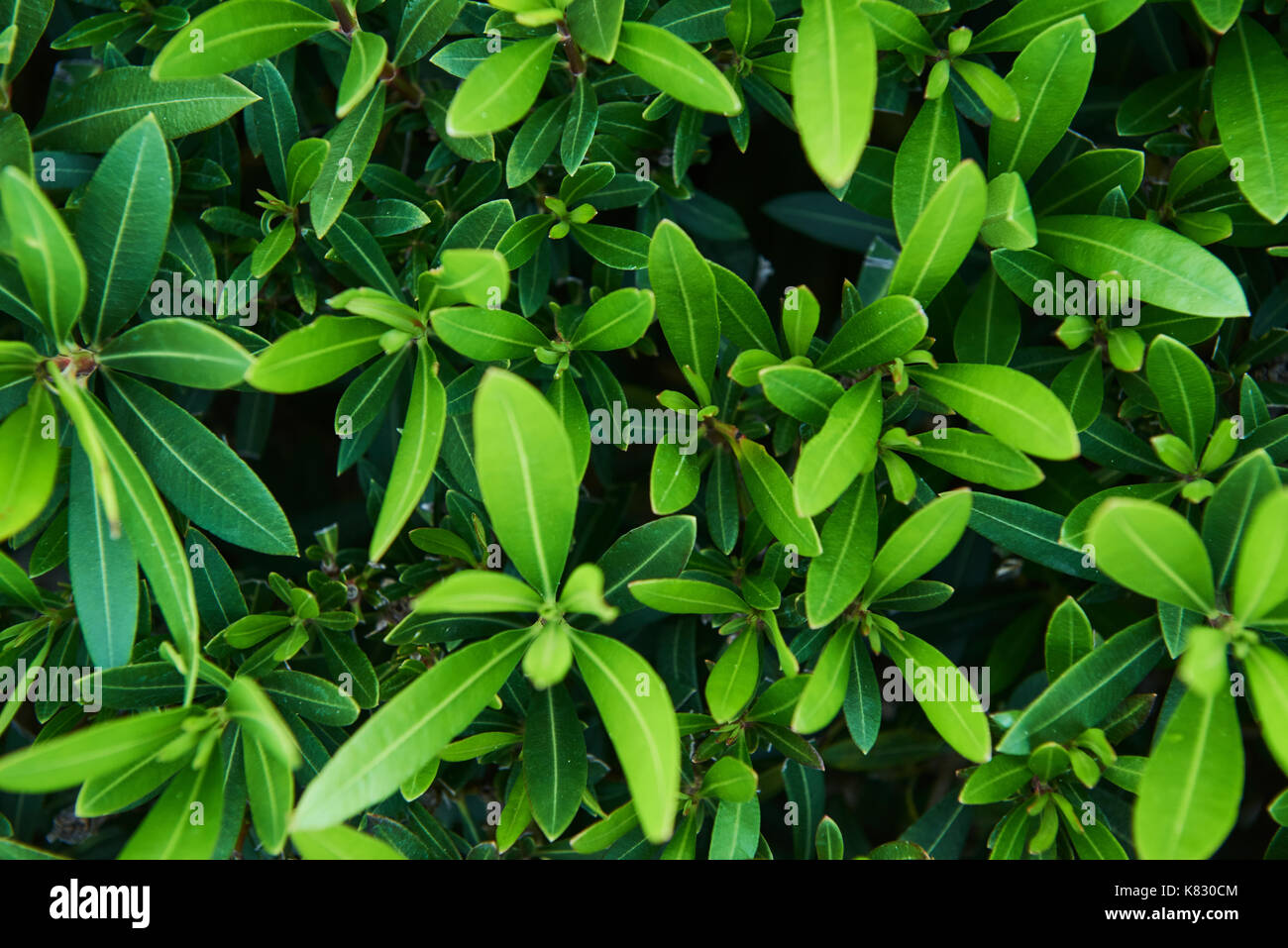 Branches of green plants in the spring season. Turkey Stock Photo - Alamy