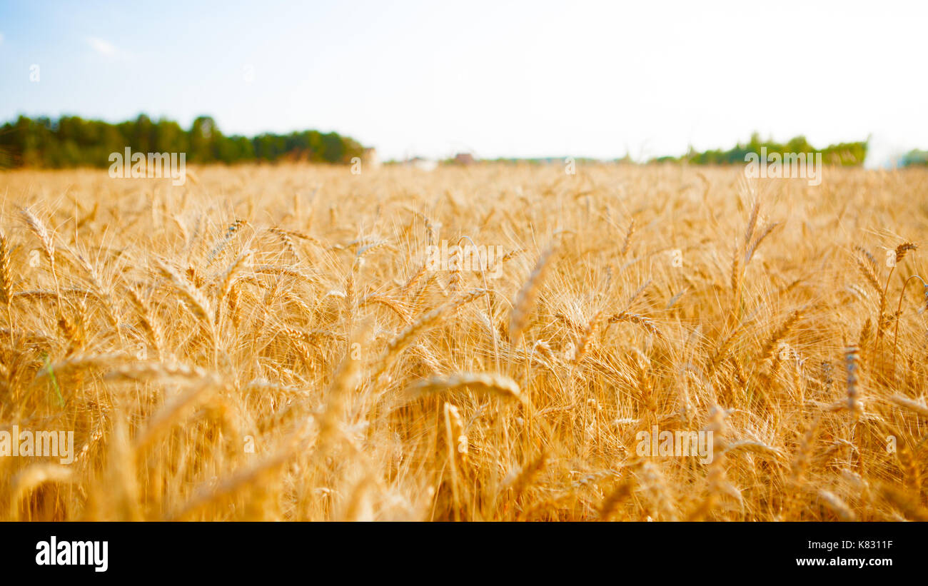 Picture of rye field, clear sky, strips of forest in the summer Stock ...