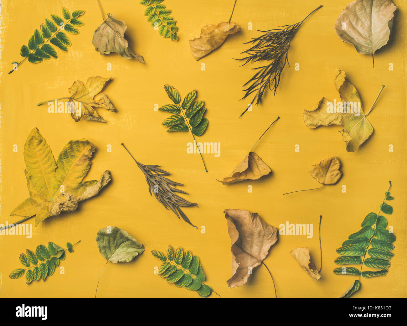 Autumn or Fall pattern, background and texture over yellow background ...