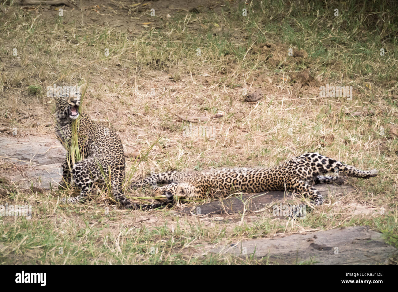 Two four month old leopard cubs playing on a river bank on the Masai ...