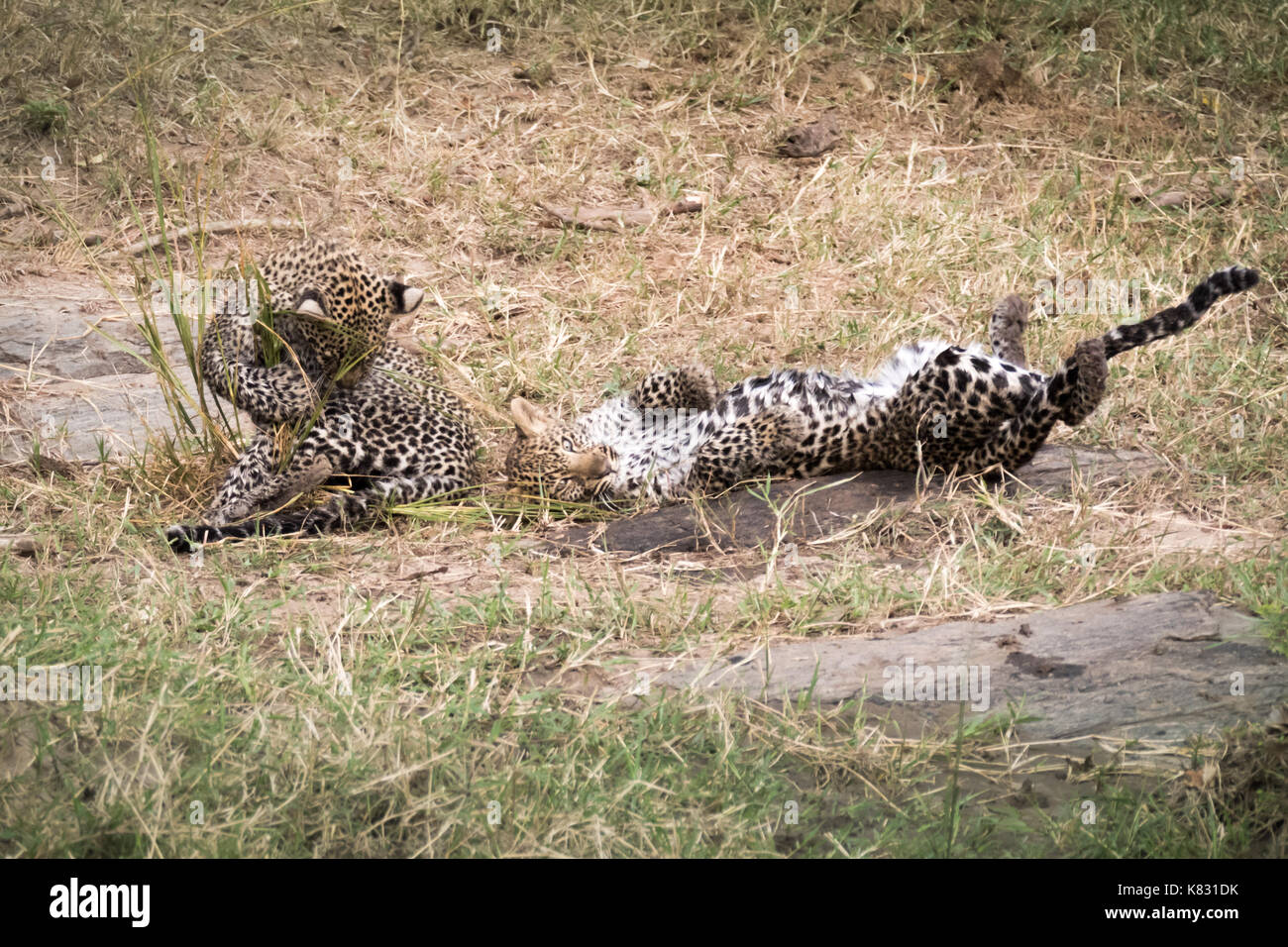 Four leopard hi-res stock photography and images - Alamy