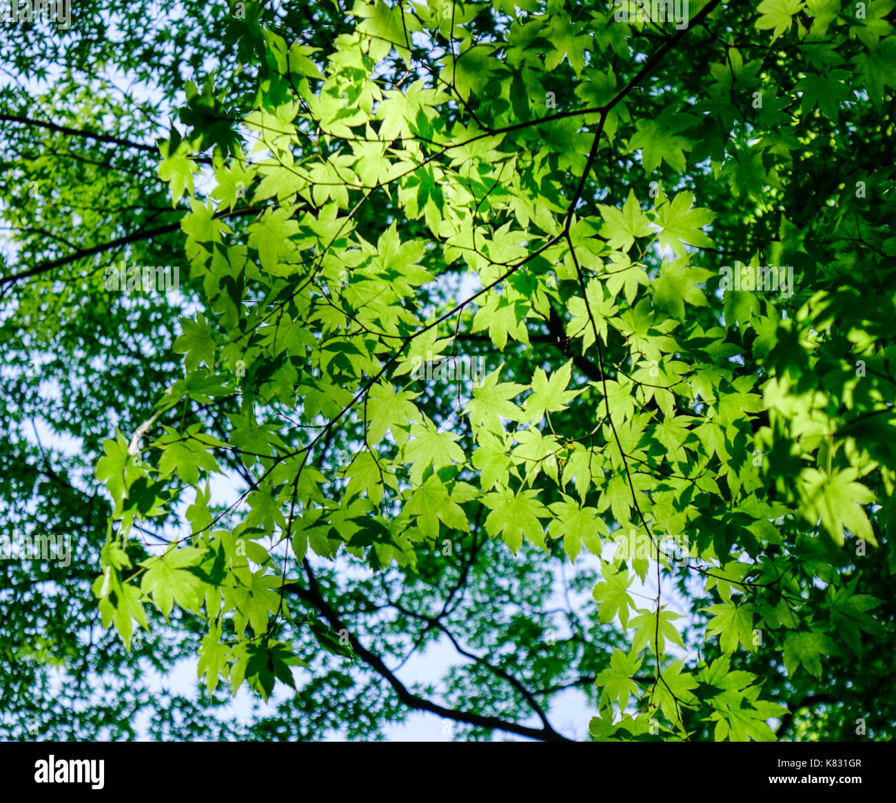Green maple trees under sun light at botanic garden in Akita, Japan ...