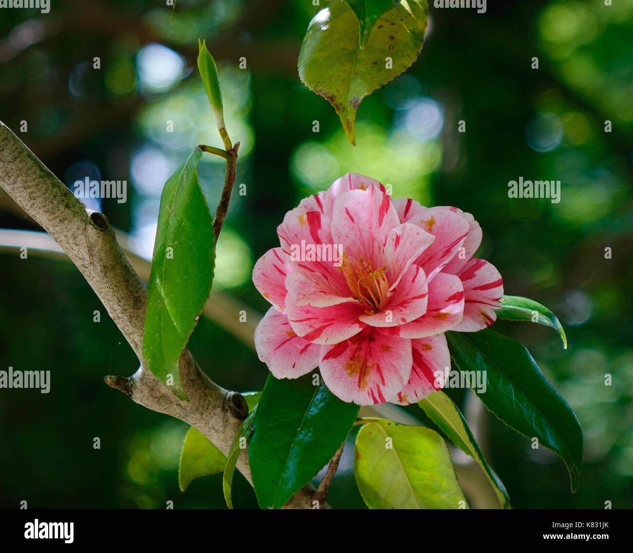 Beautiful red flower of Japanese Camellia at the park. Close up Stock ...