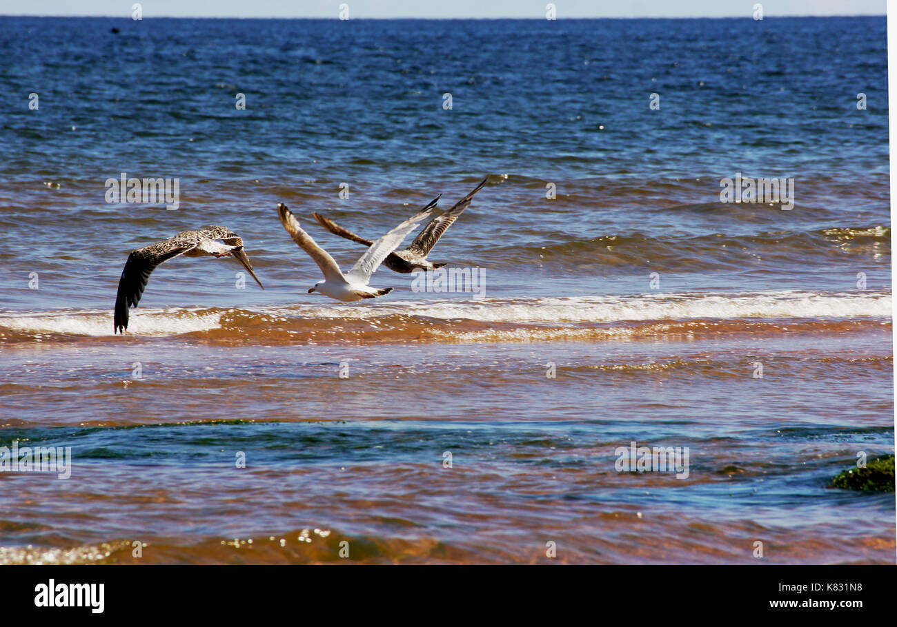 three seagulls flying Stock Photo - Alamy