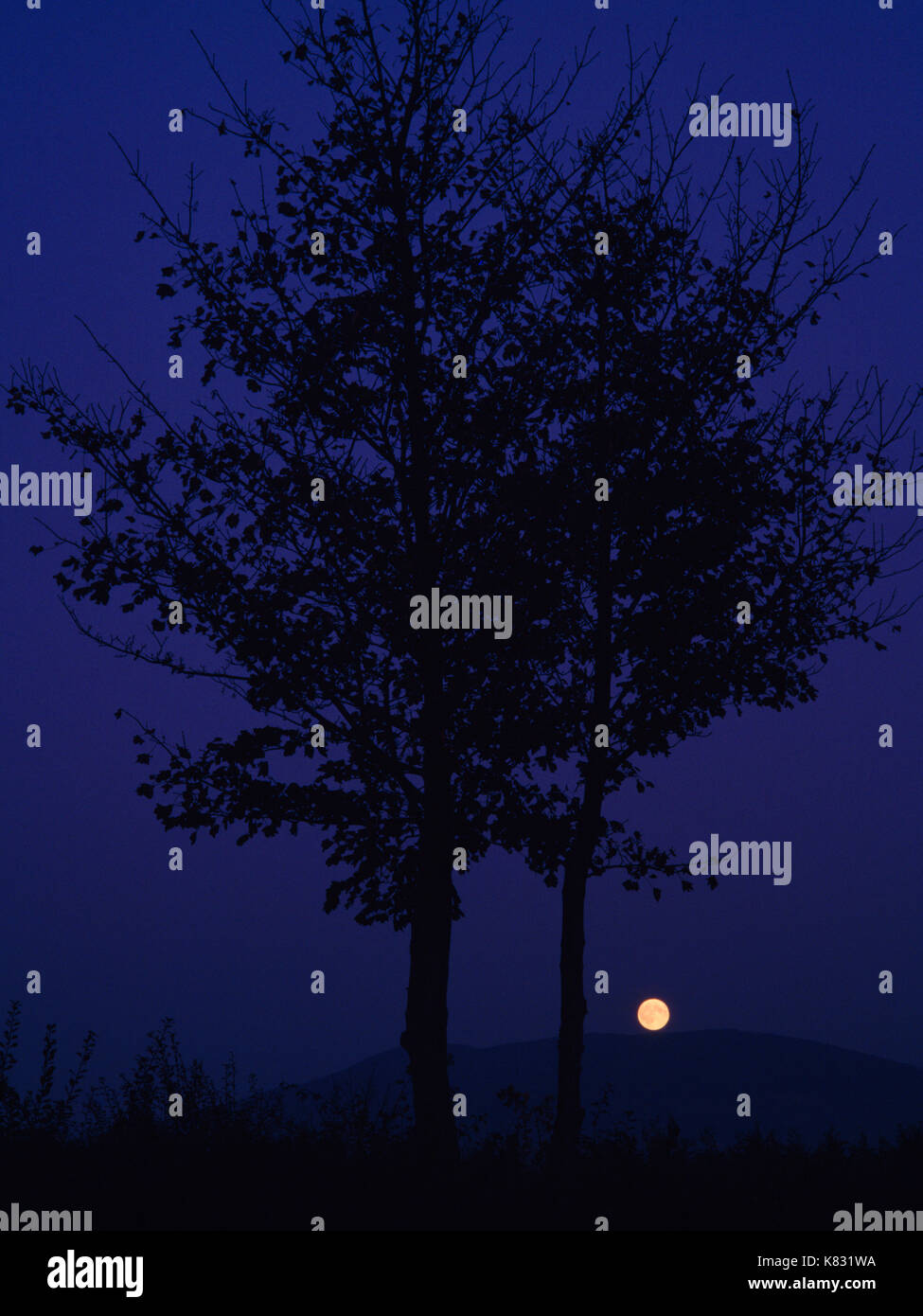 Sycamore hedge hi-res stock photography and images - Alamy