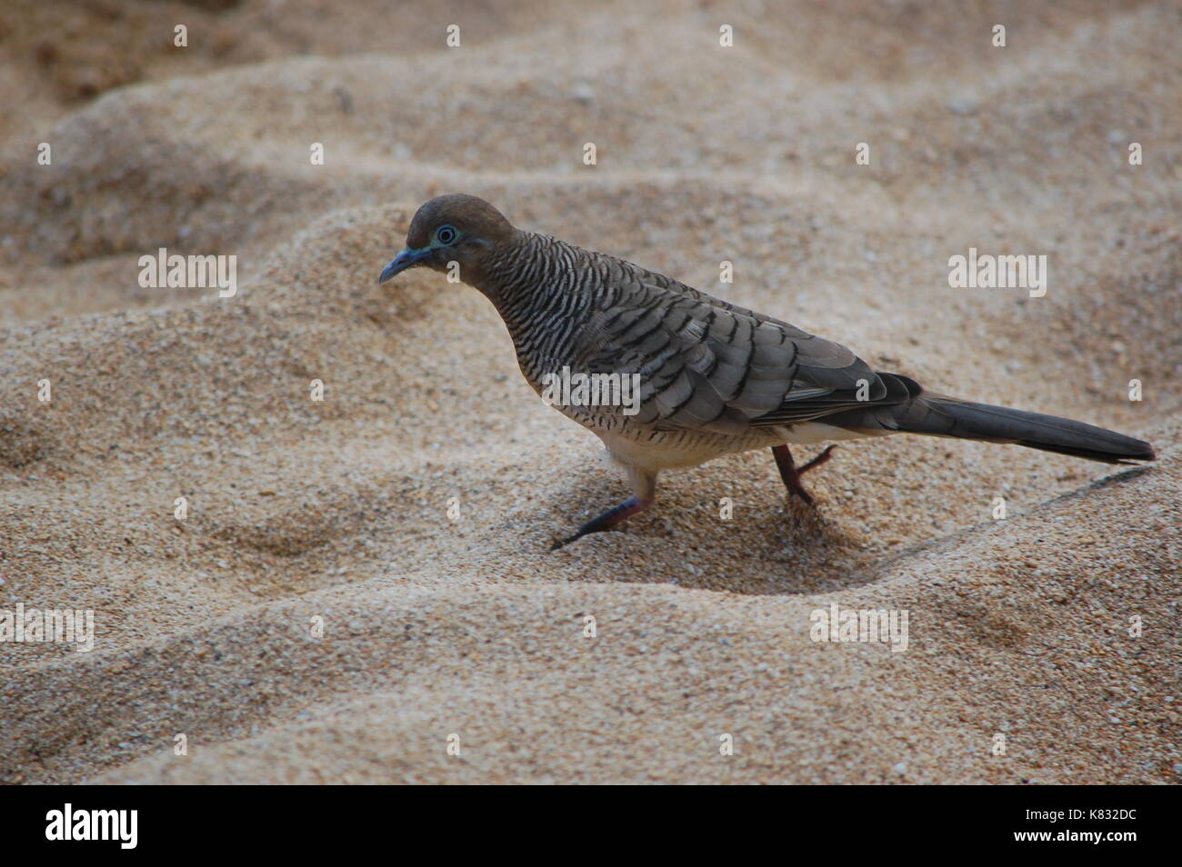 Barred Dove Hawaii High Resolution Stock Photography and Images - Alamy