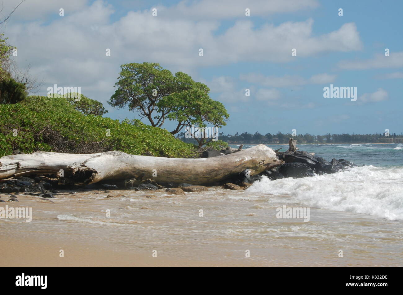 fallen tree in Kauai Stock Photo - Alamy