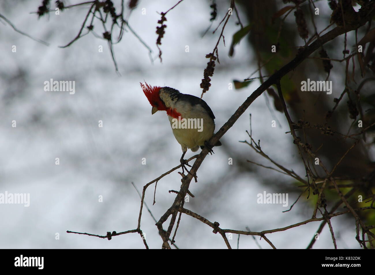 Hawaiian cardinal hi-res stock photography and images - Alamy