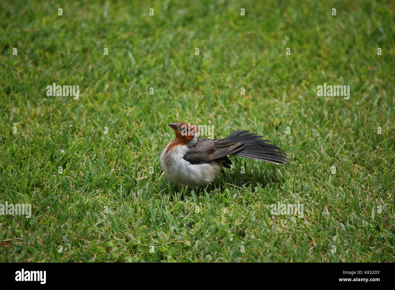 Hawaiian cardinal hi-res stock photography and images - Alamy
