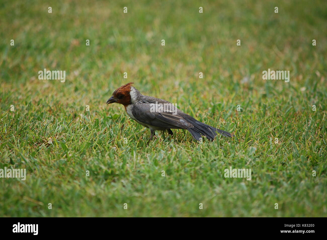 Hawaiian cardinal hi-res stock photography and images - Alamy