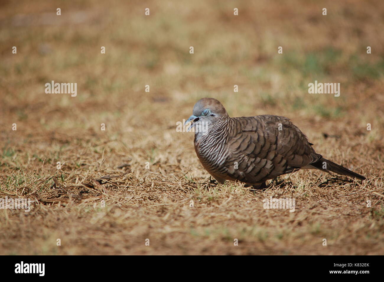 Barred Dove Hawaii High Resolution Stock Photography and Images - Alamy