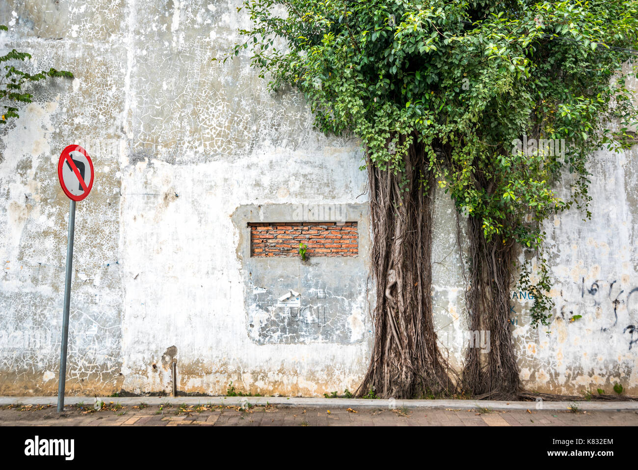 Old abandoned building trees growing hi-res stock photography and ...