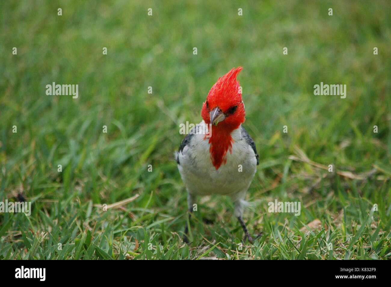 A Red-Crested Cardinal in Kauai, Hawaii, United States Stock Photo - Alamy