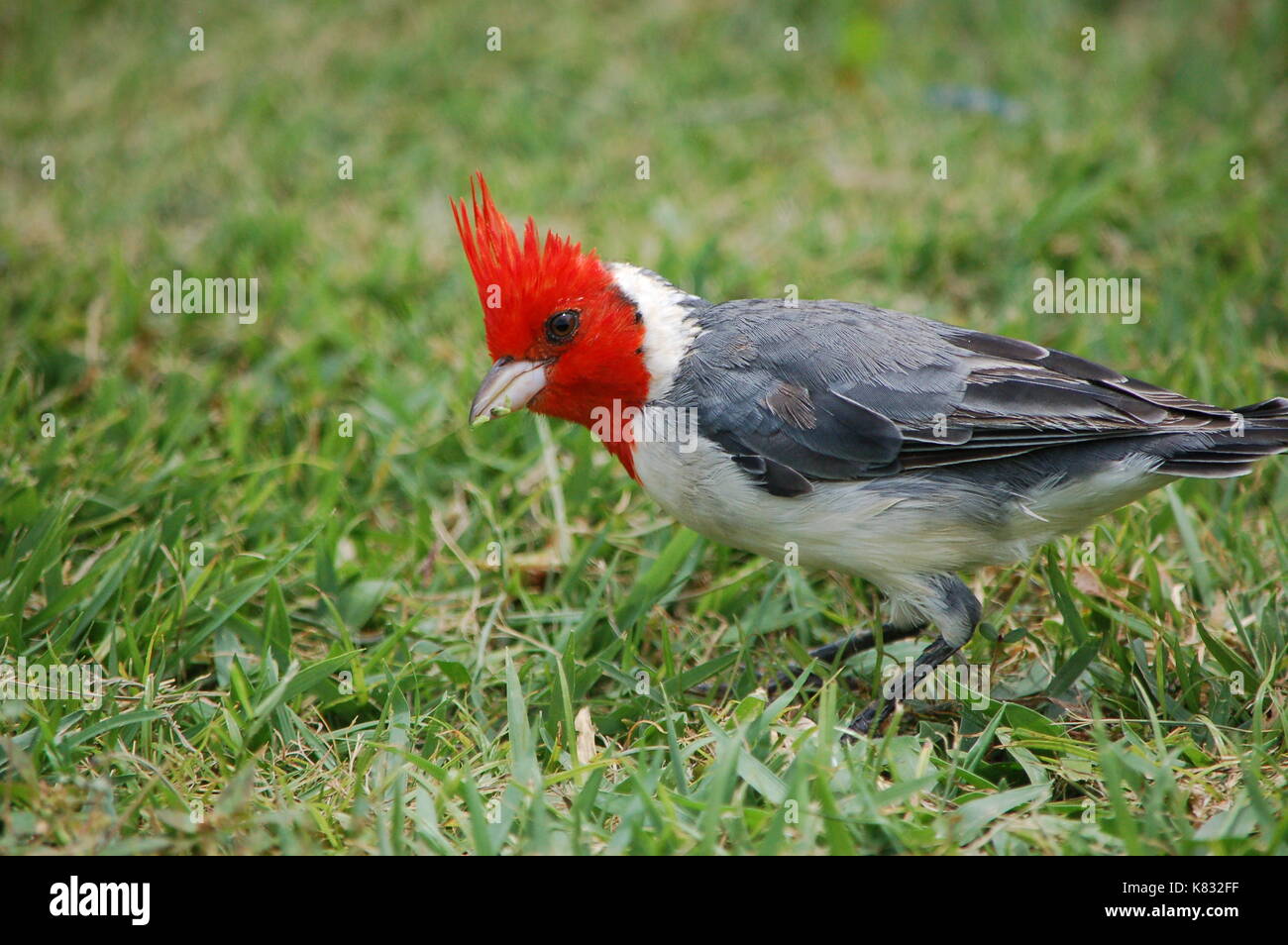 Hawaiian cardinal hi-res stock photography and images - Alamy
