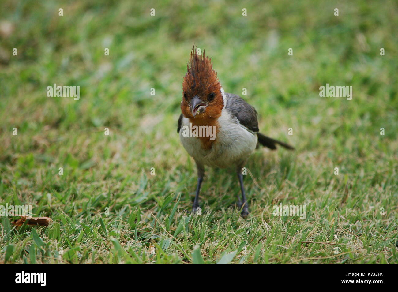 A Red-Crested Cardinal in Kauai, Hawaii, United States Stock Photo - Alamy