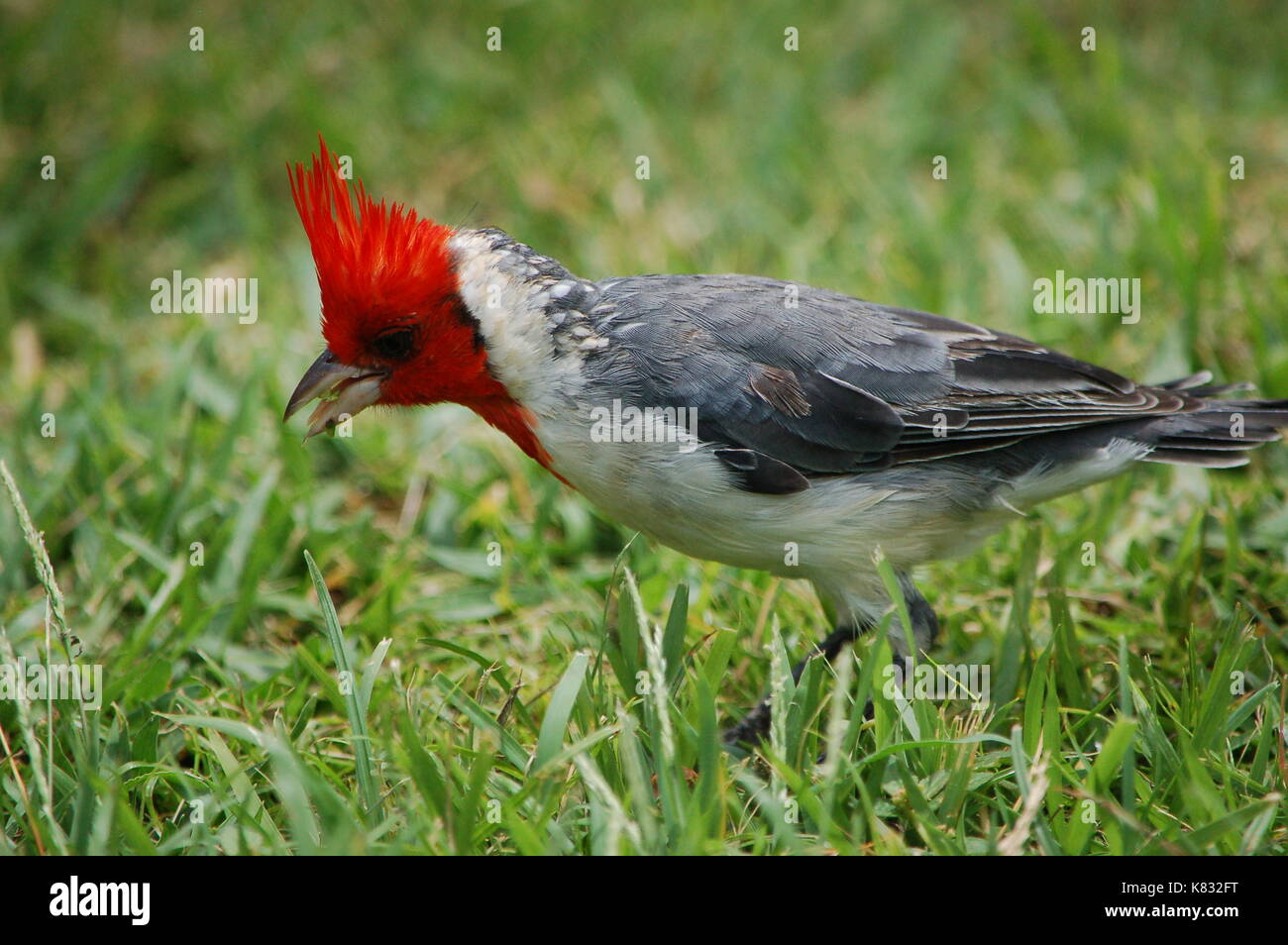 A Red-Crested Cardinal in Kauai, Hawaii, United States Stock Photo - Alamy