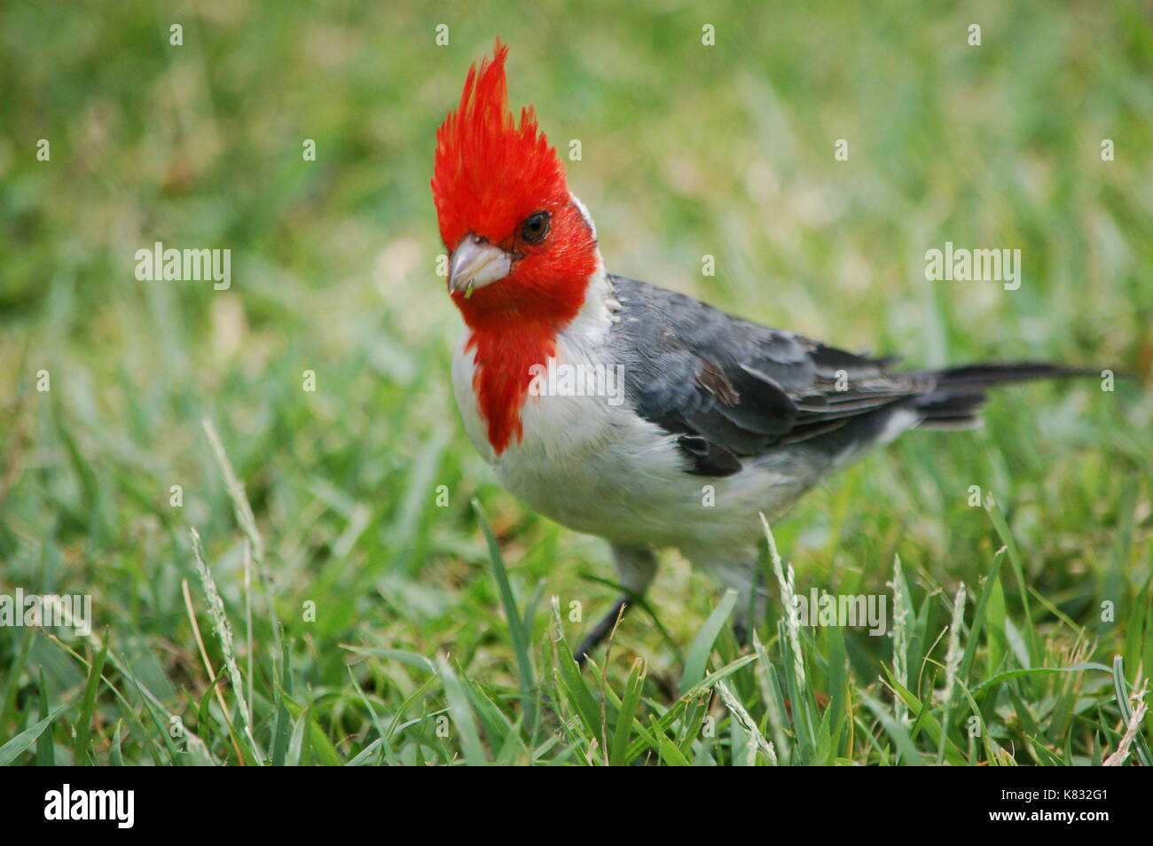 Hawaiian cardinal hi-res stock photography and images - Alamy