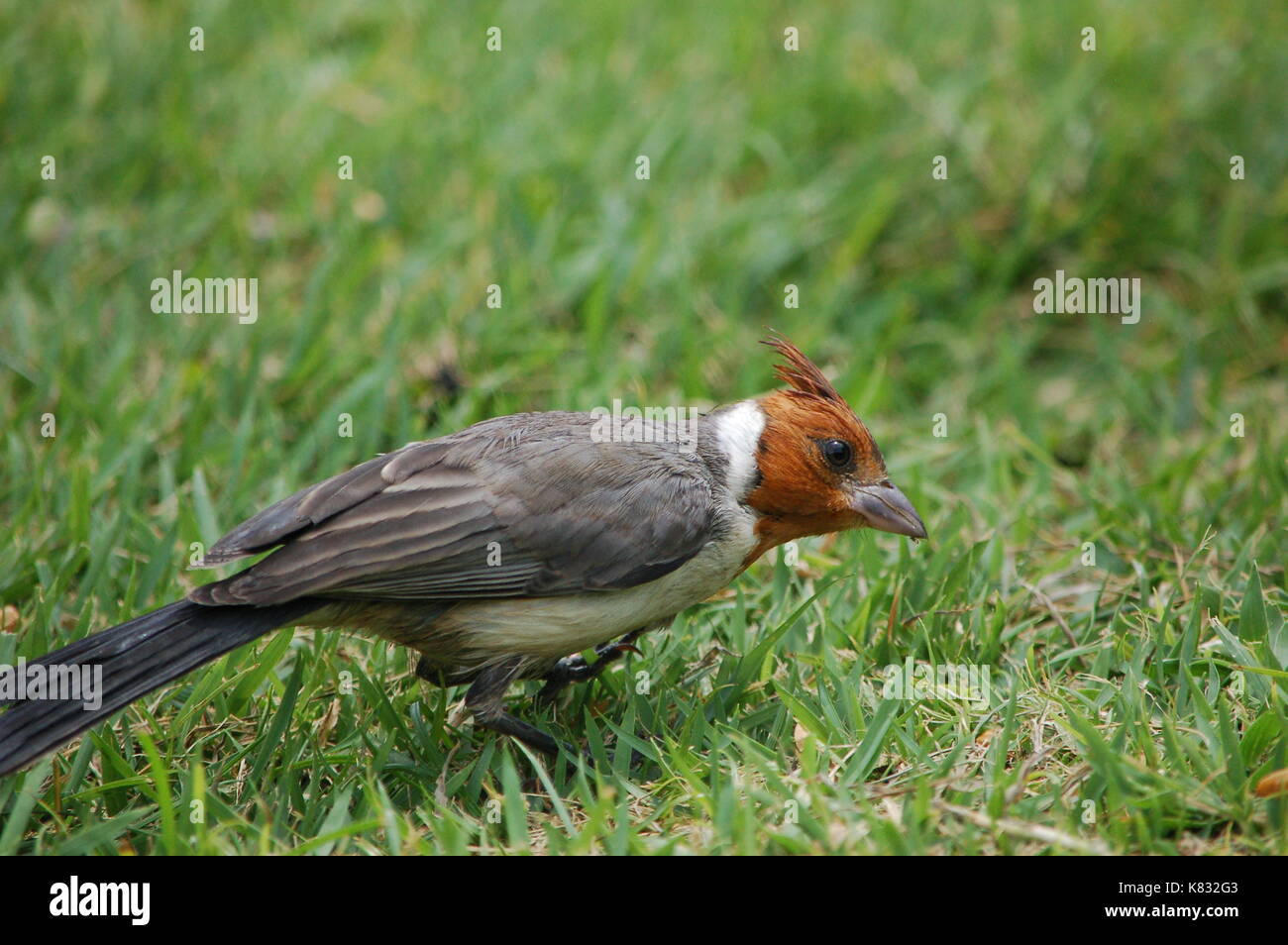 Hawaiian cardinal hi-res stock photography and images - Alamy