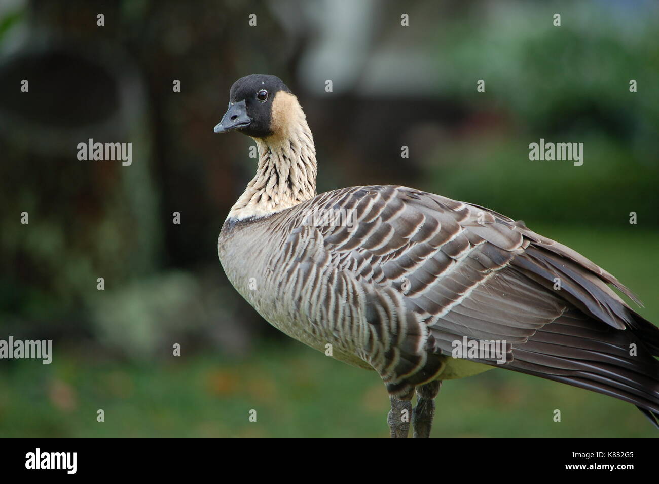 nene bird in Kauai Stock Photo - Alamy