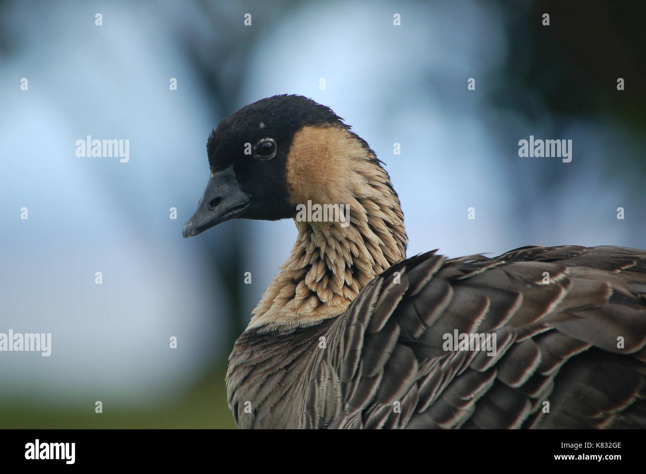 Hawaiian State Bird High Resolution Stock Photography and Images - Alamy