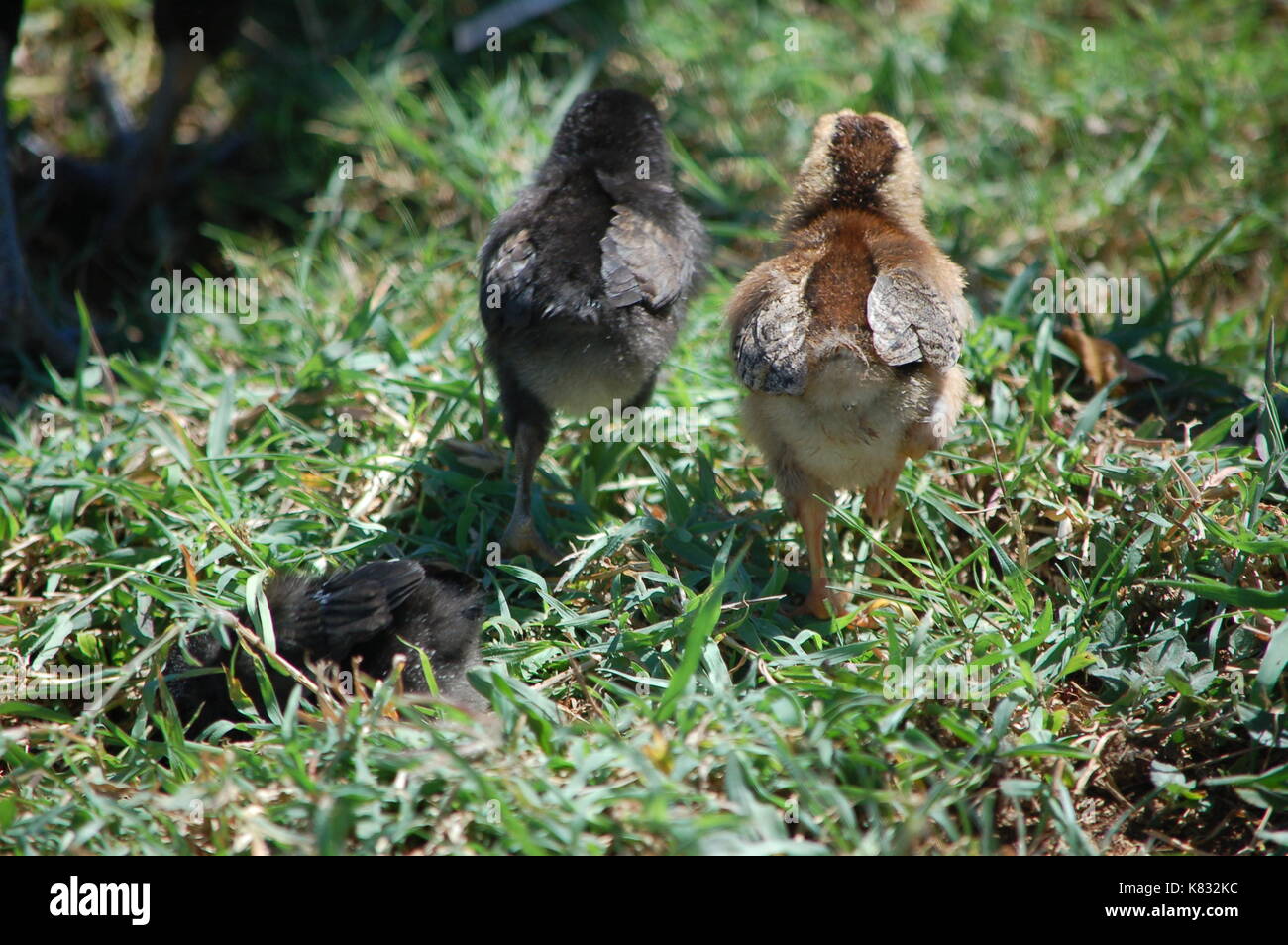 Hawaiian chickens hi-res stock photography and images - Alamy