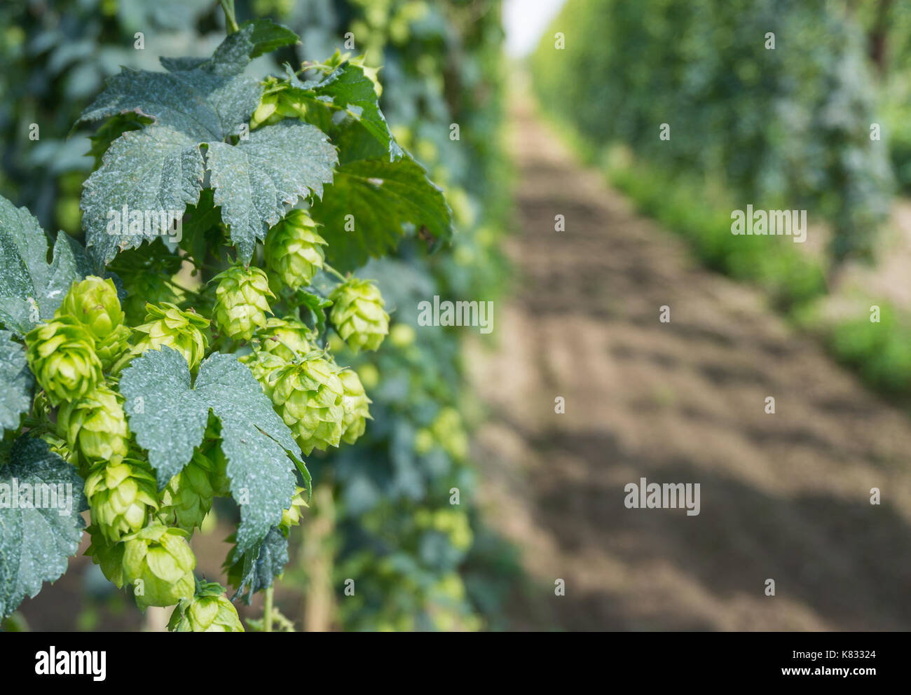 bio hop plant cultivated in belgium Stock Photo - Alamy