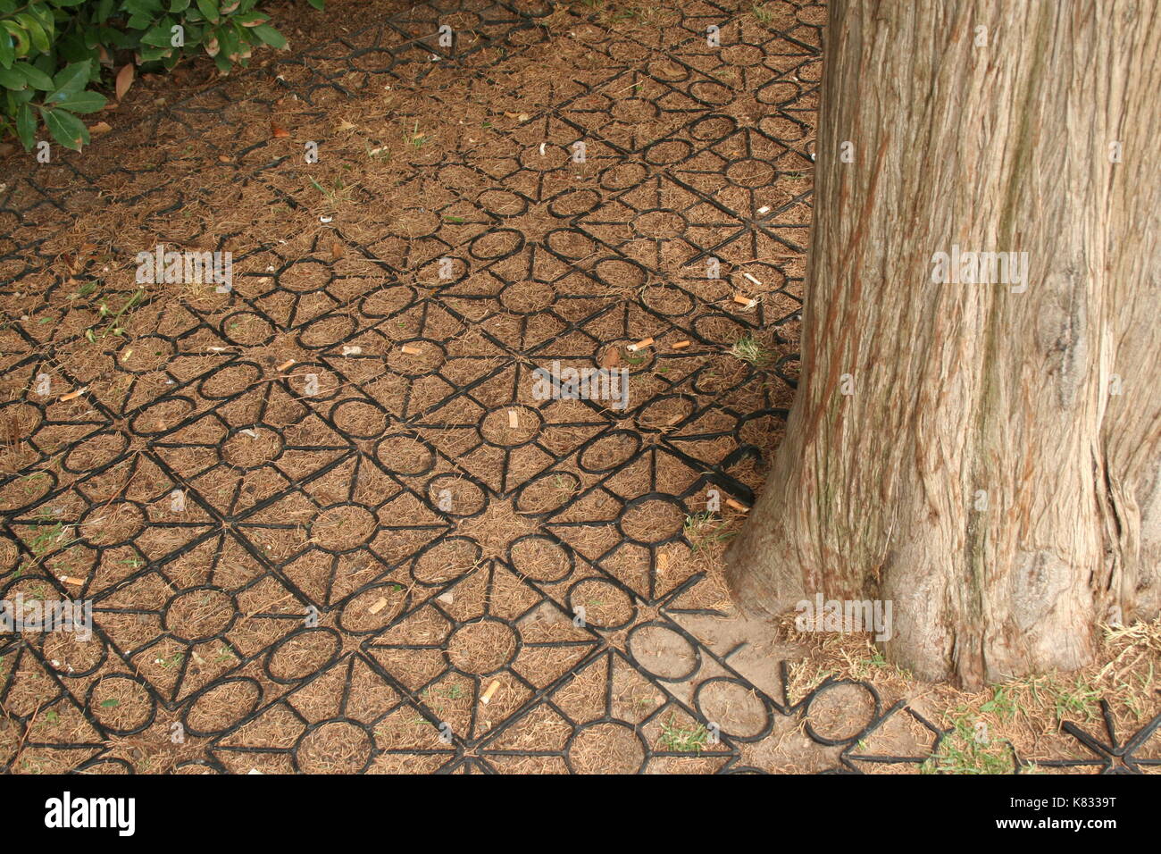 Extended tree grate or metal grid ground cover in Pisa Stock Photo - Alamy