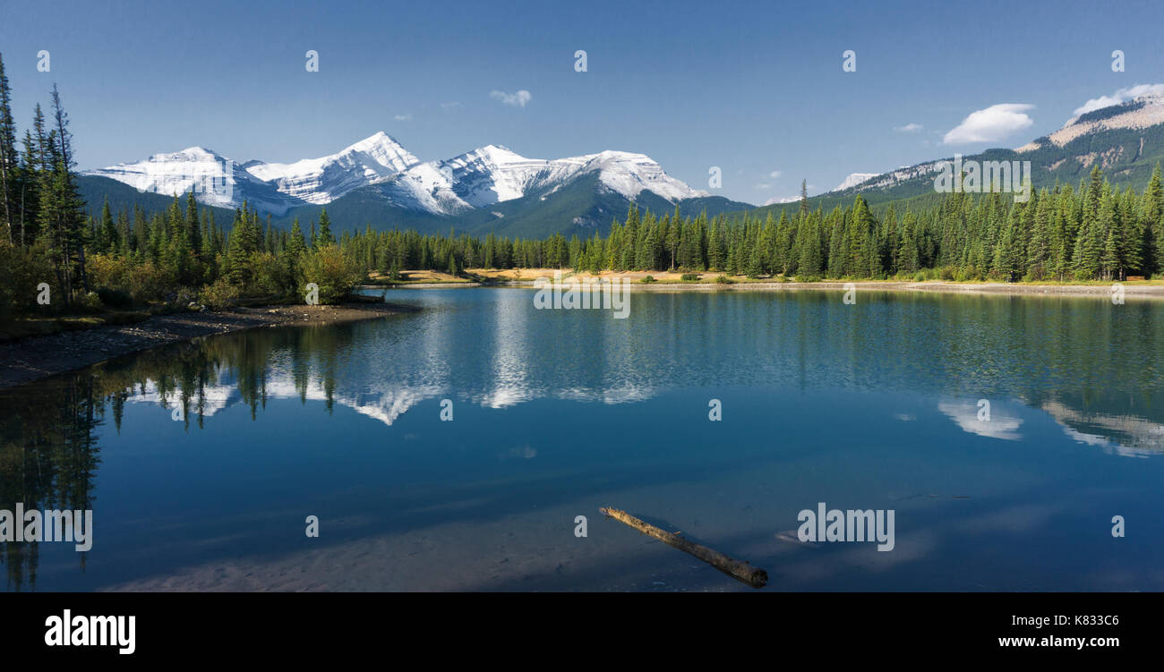 Water forgetmenot hi-res stock photography and images - Alamy