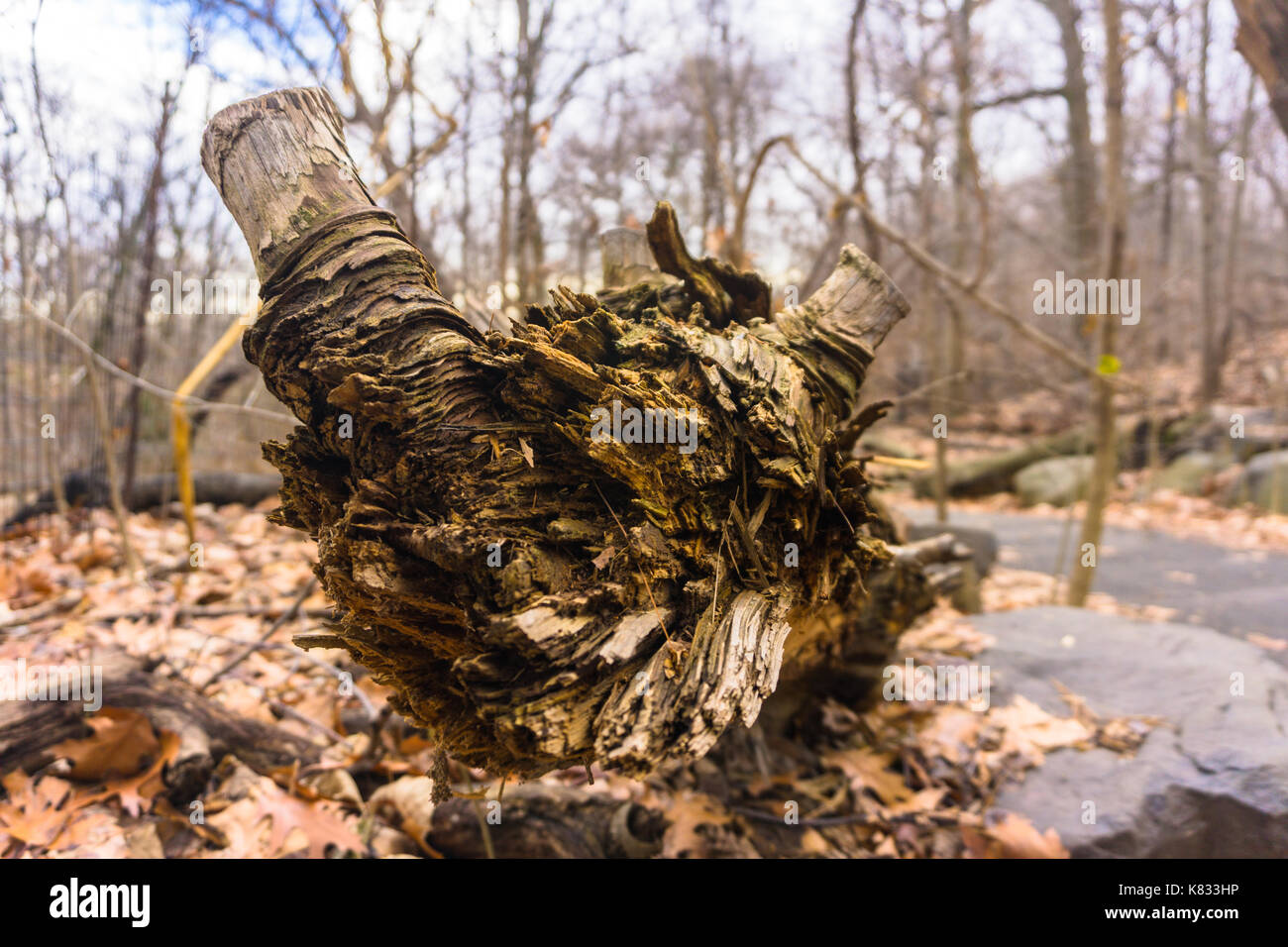 Sharp end of a fallen log in winter at Prospect Park Brooklyn New York ...