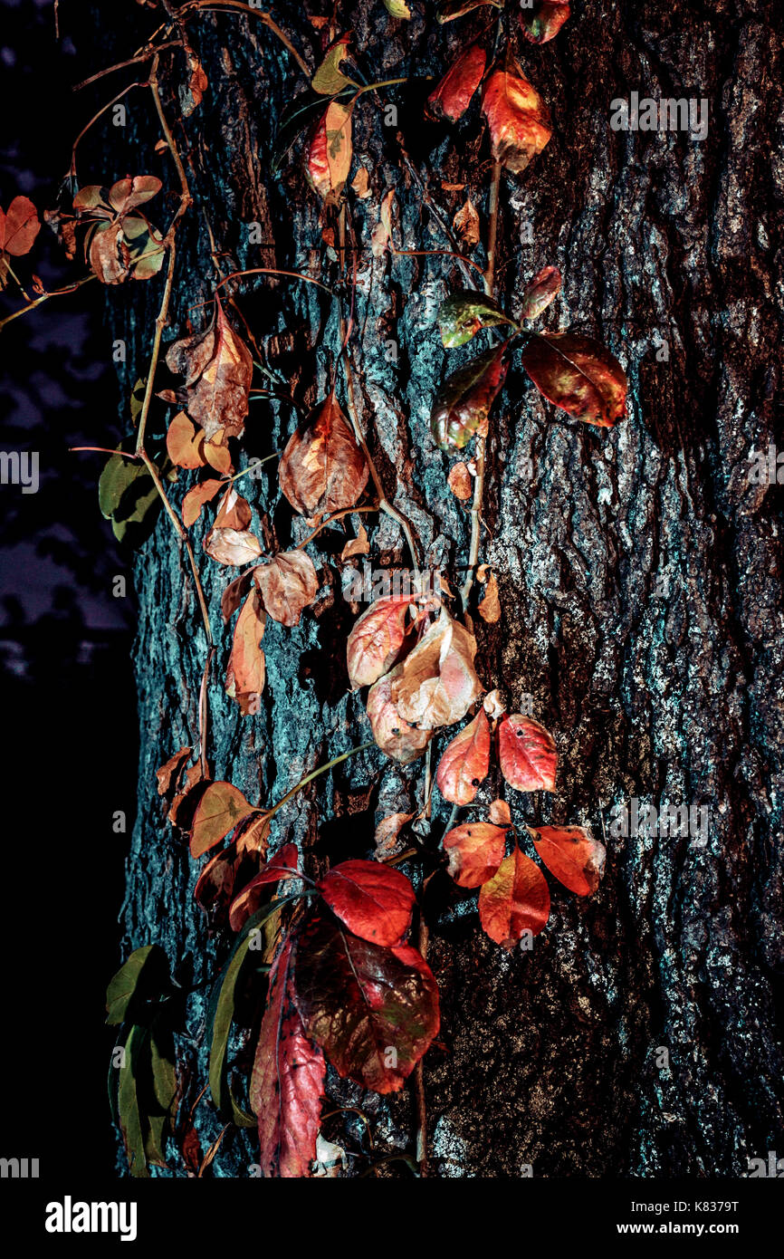 spooky tree with orange vine Stock Photo - Alamy