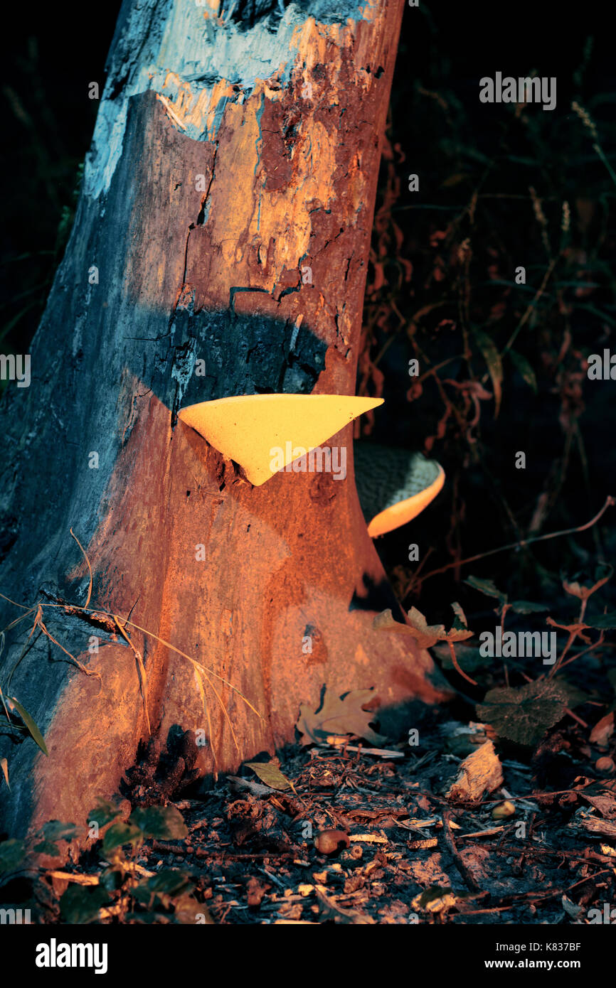 spooky looking stump with mushroom Stock Photo - Alamy