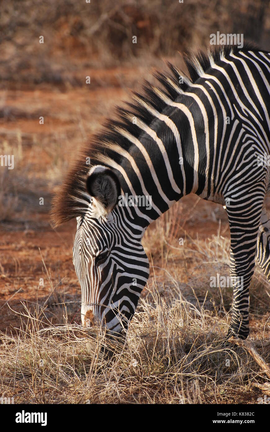 Zebra camouflage grass hi-res stock photography and images - Alamy