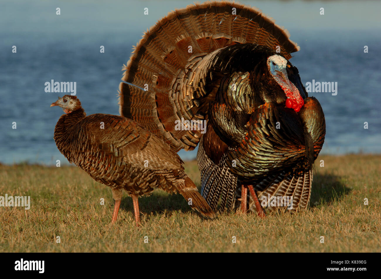 Hen and tom hi-res stock photography and images - Alamy