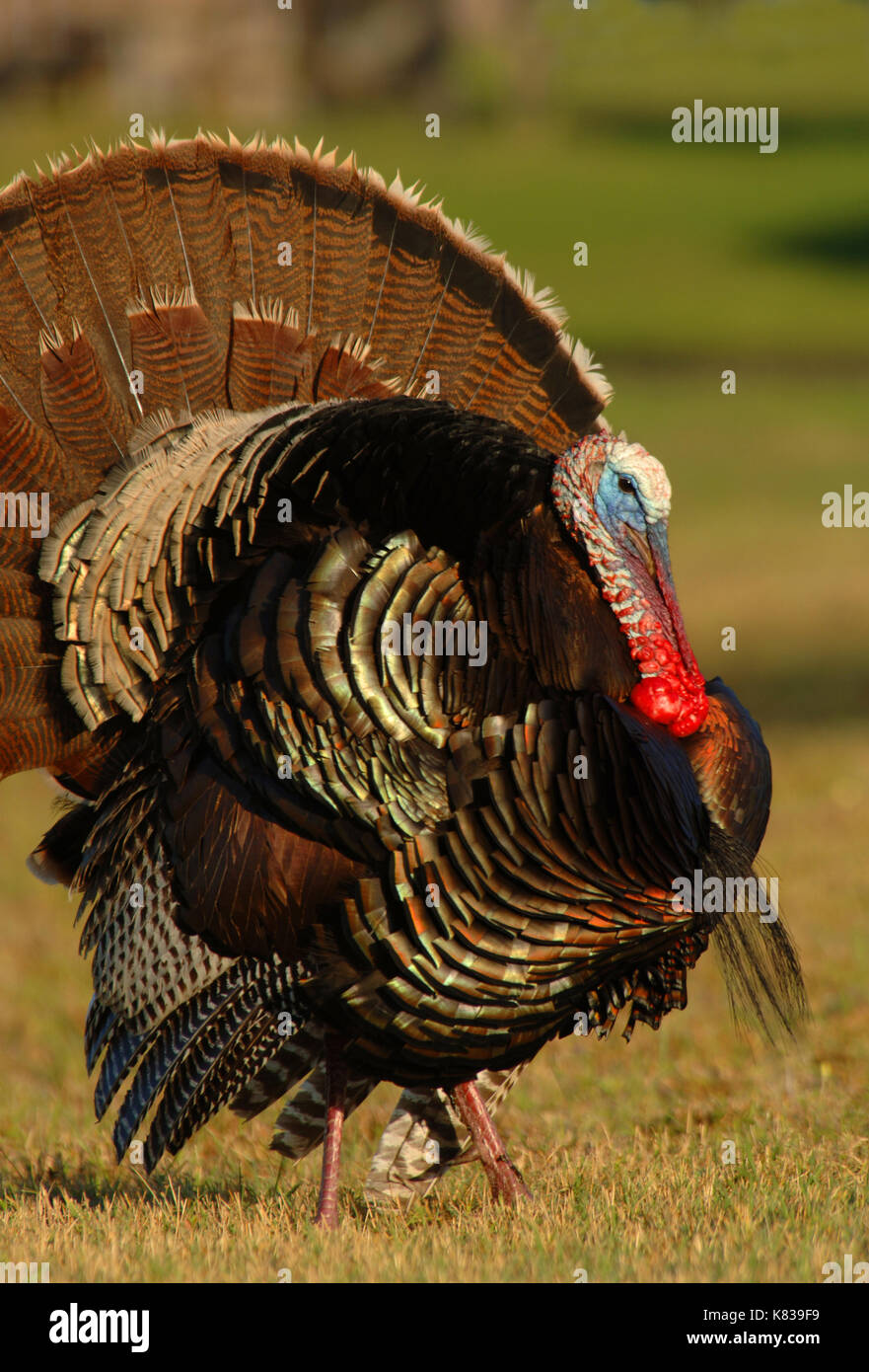 A turkey gobbler strutting for hens during the spring mating season in ...