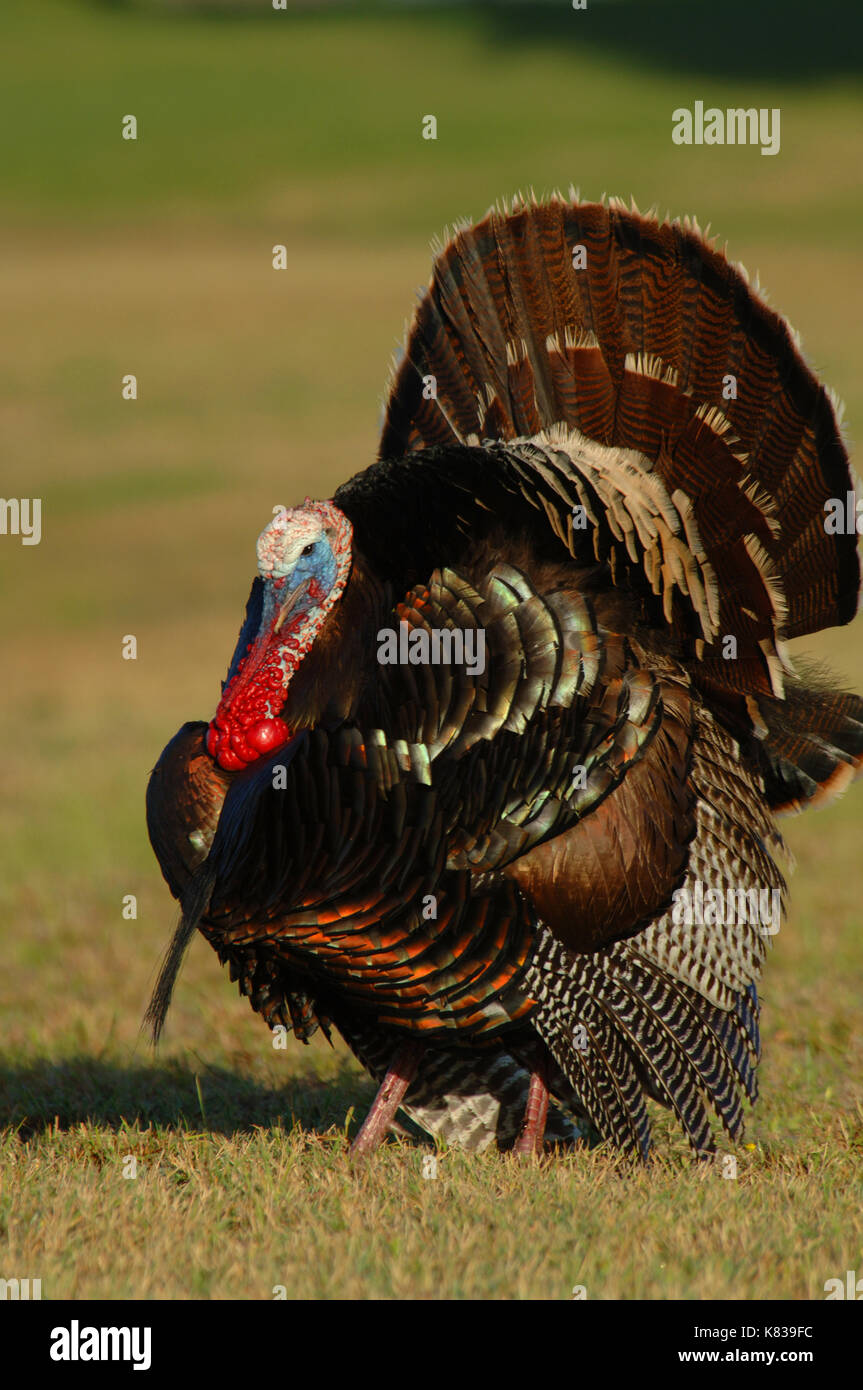 A turkey gobbler strutting for hens during the spring mating season in ...