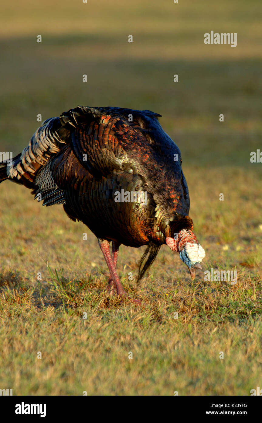 A turkey gobbler during the spring mating season in Texas Stock Photo ...