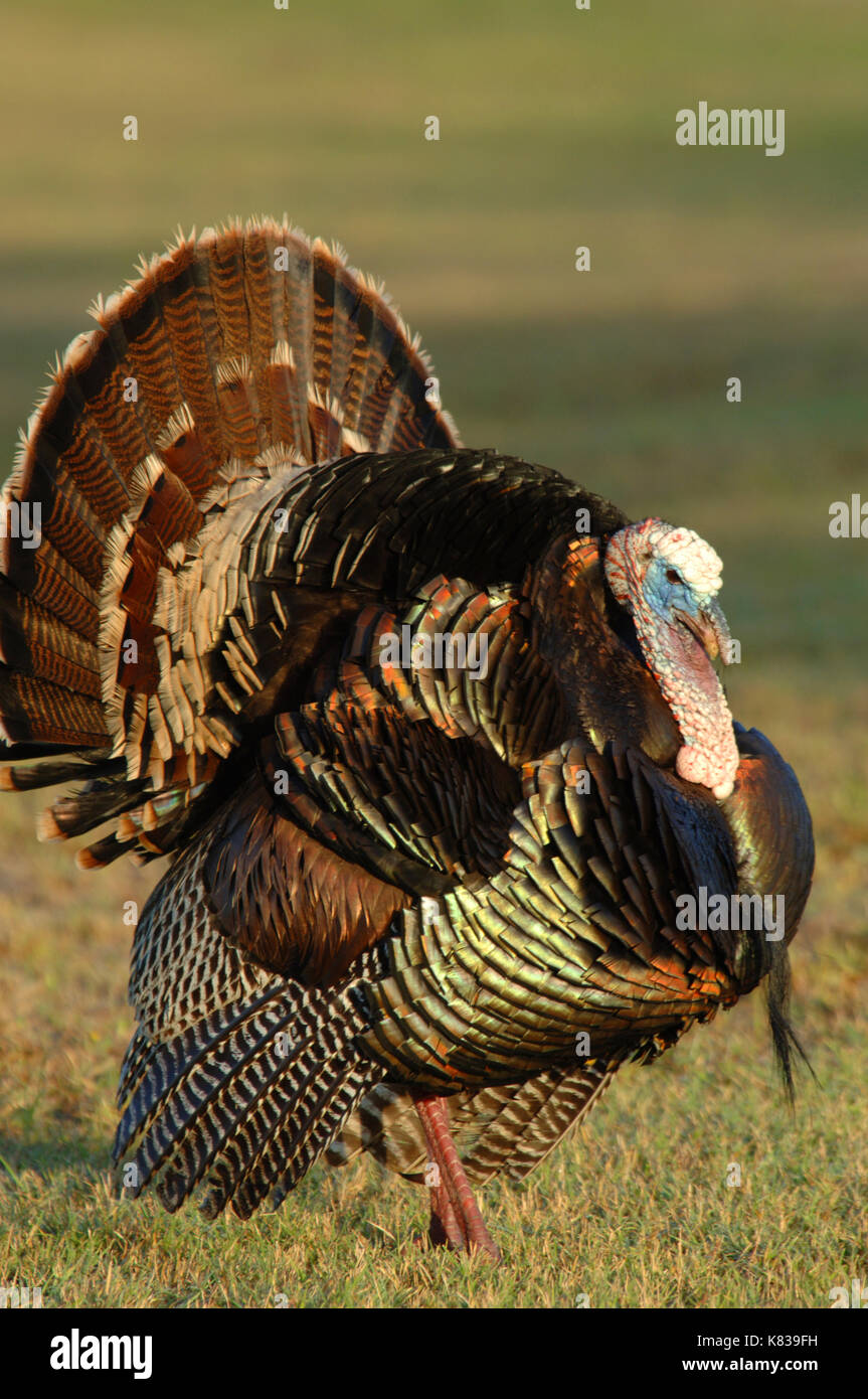 A turkey gobbler strutting for hens during the spring mating season in ...