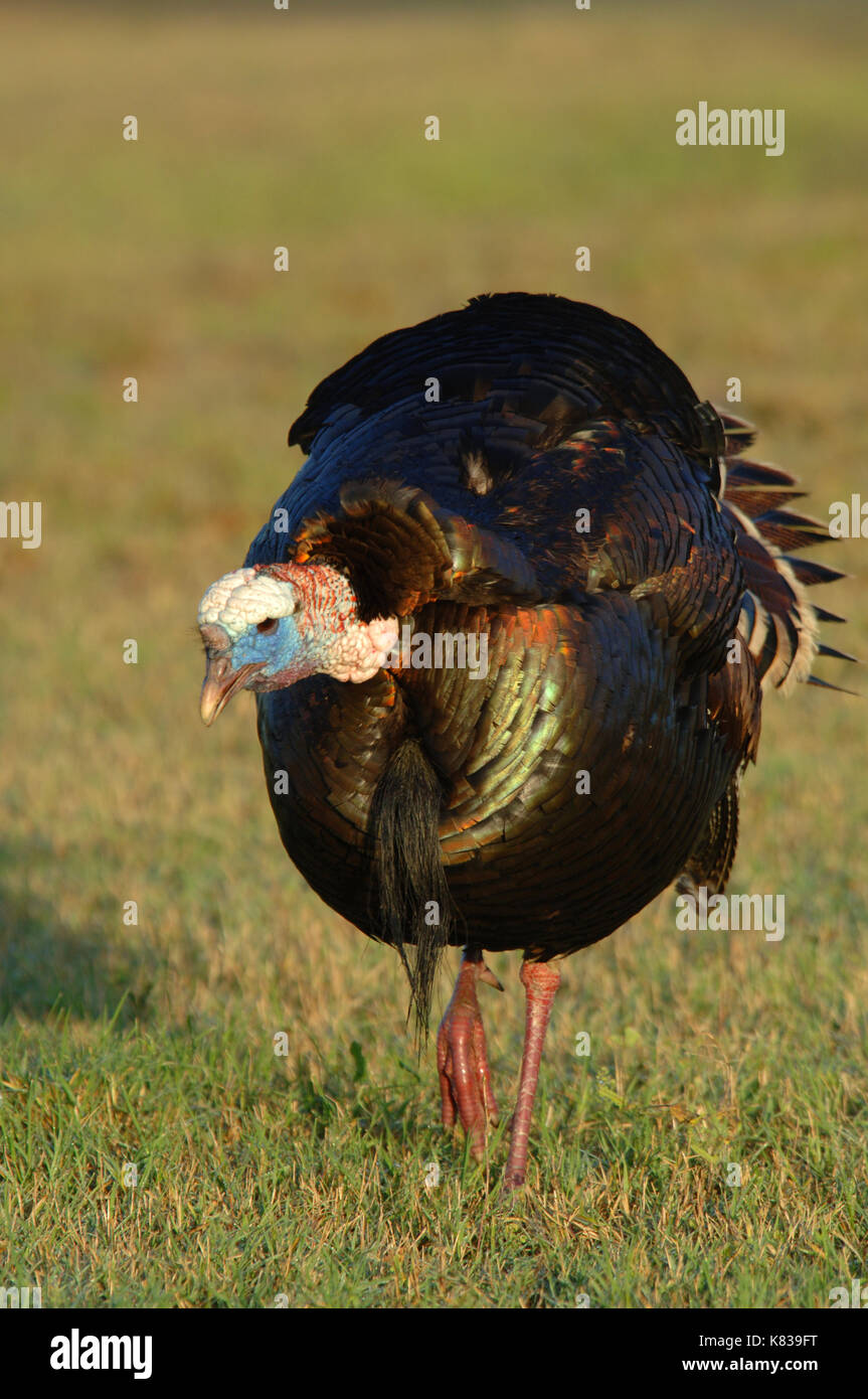 A turkey gobbler during the spring mating season in Texas Stock Photo ...