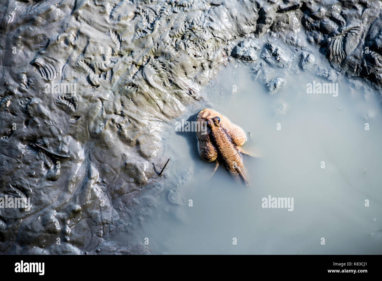 mudskipper fish on the land and sea Stock Photo - Alamy