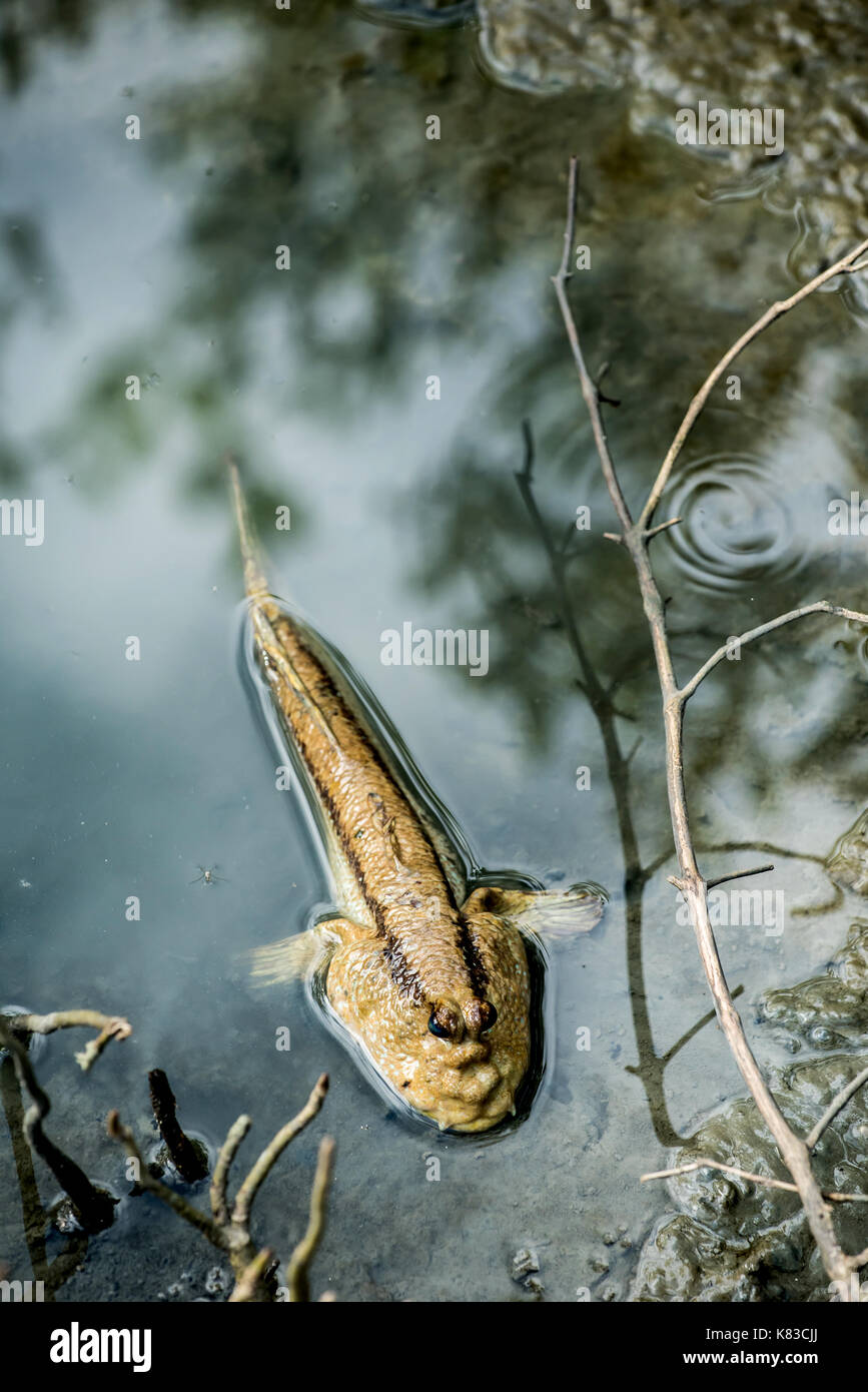 mudskipper fish on the land and sea Stock Photo - Alamy