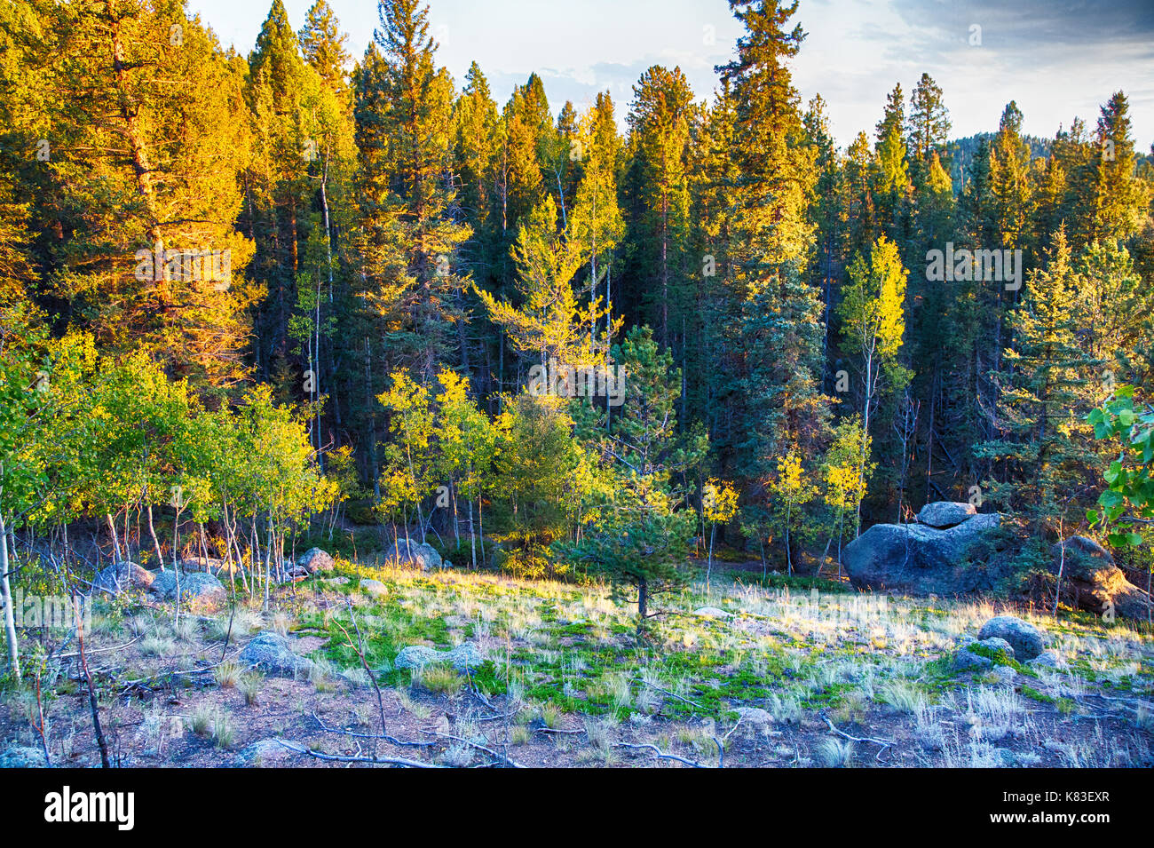 A sunset in the fall forests of Colorado with light illuminating the ...