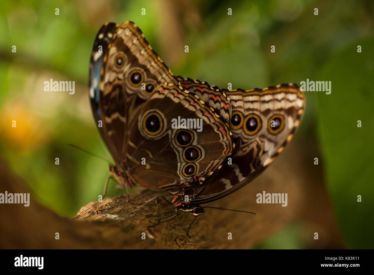 Two blue Morpheus butterflies with closed wings Stock Photo - Alamy