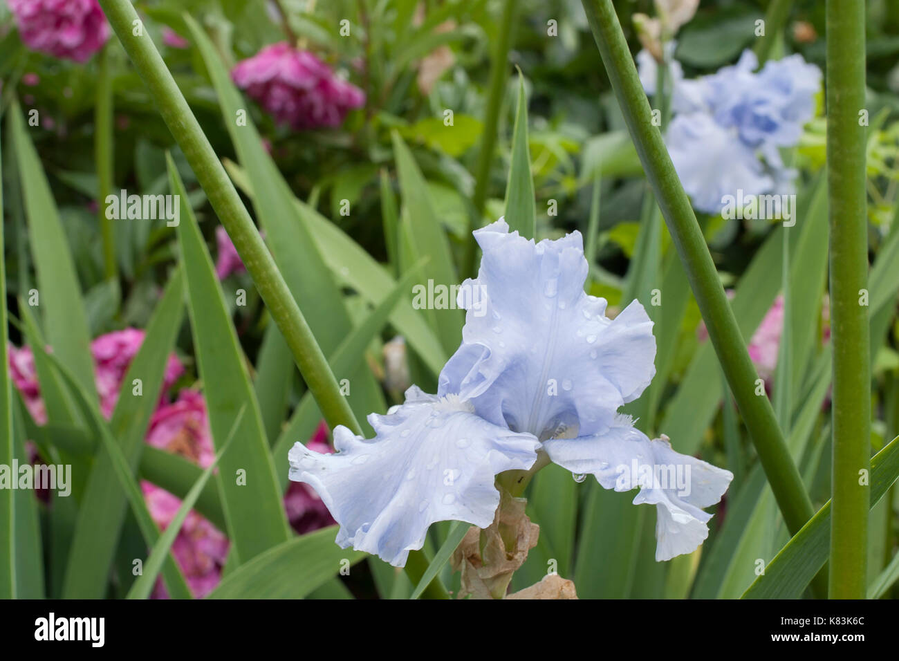 Early summer garden with iris Stock Photo - Alamy