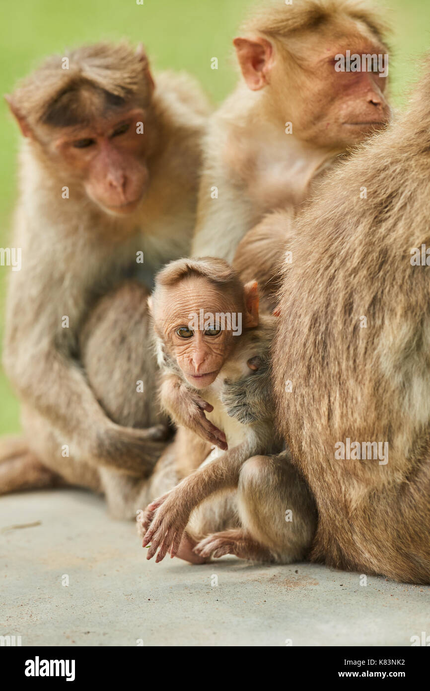 Mother with young children Bonnet macaque monkey. Tender scene, embrace ...